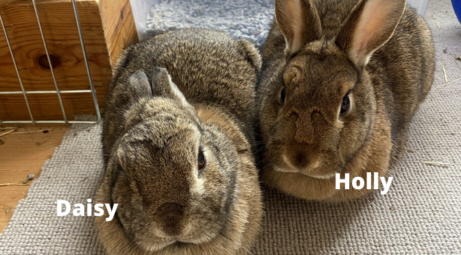 about - House Rabbit Hub