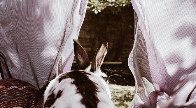 Is it cruel to keep rabbits inside? - House Rabbit Hub