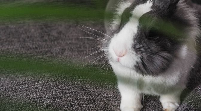 What should be in a rabbit's first aid kit? - House Rabbit Hub
