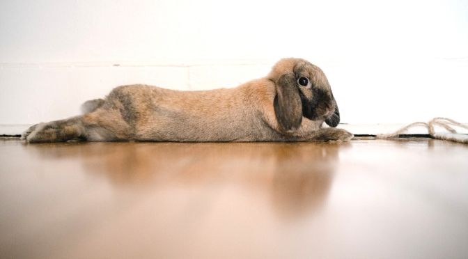 What's the perfect house rabbit set up? - House Rabbit Hub