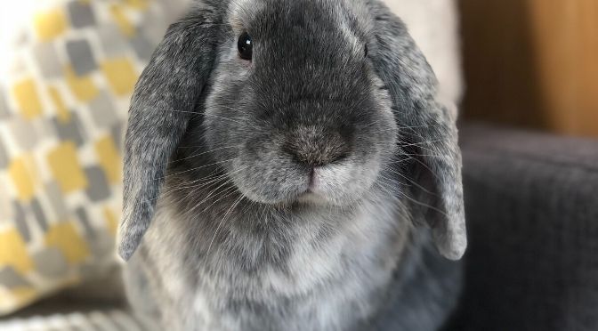 Where is the best place to get a rabbit? - House Rabbit Hub