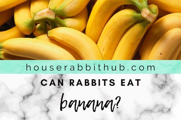 Can Rabbits Eat Banana? - House Rabbit Hub
